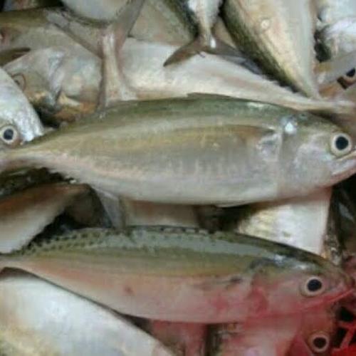 Jual Ikan Kembung Banjar Segar 500gr - 1kg - 500gr - Jakarta Barat ...