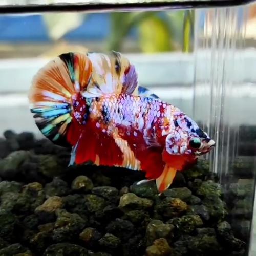 Jual Ikan Cupang Hias Multicolor Nemo Galaxy Indukan Top Grade Real ...