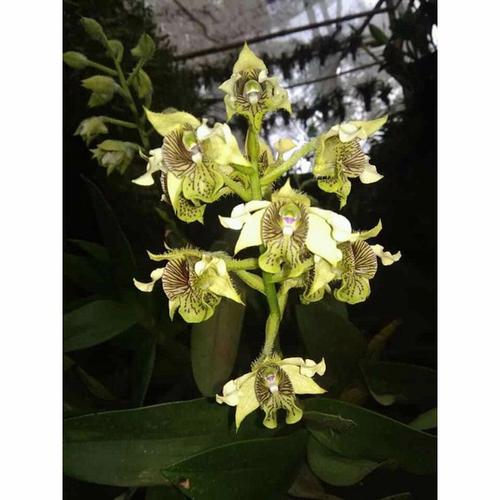 Jual Bibit Anggrek spesies Dendrobium macrophyllum - anggrek jambrut ...
