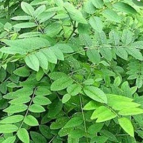 Jual daun indigofera untuk pakan ternak - Kota Depok - herbal lestari ...