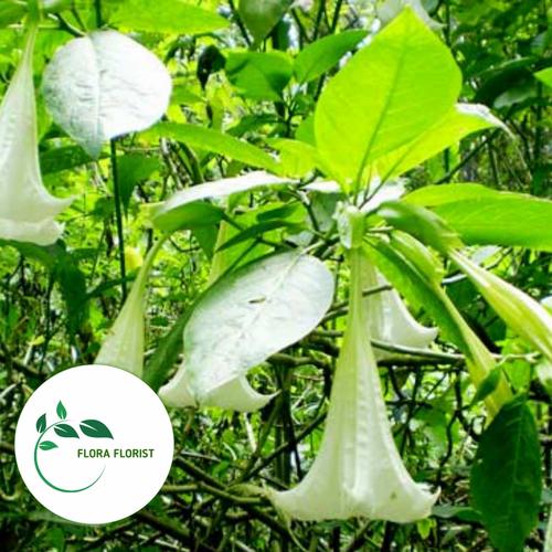 Jual promo herbal daun kecubung segar kucubung fresh - Jakarta Timur ...
