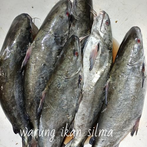 Jual ikan ja'an ikan harian segar joss - Jakarta Utara - warung ikan ...