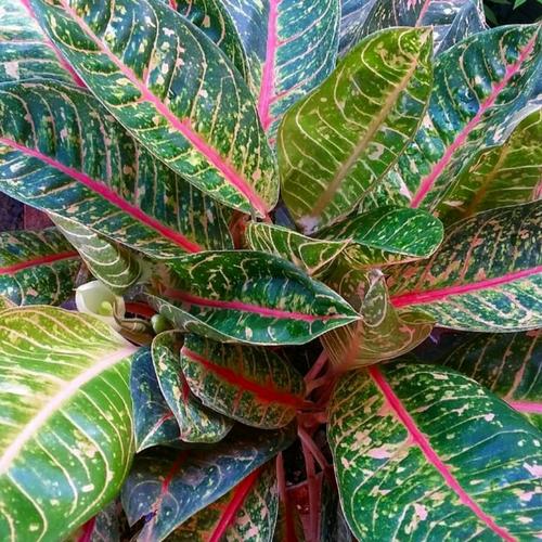 Jual Bunga Aglonema Donakarmen Murah Segar Cantik aglo Tanaman hias ...