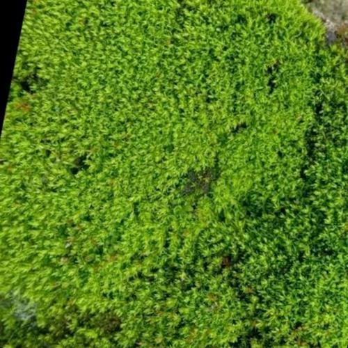 Jual forest moss lumut hutan hidup-hiasan aquascape 500 gram - Jakarta ...