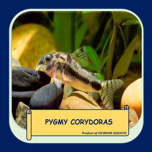 Jual IKAN HIAS AIR TAWAR - PYGMY CORYDORAS aka PYGMY CATFISH - Jakarta ...