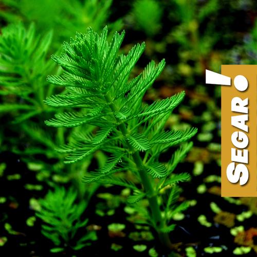 Jual Tumbuhan Air Myriophyllum Aquaticum Tanaman Aquascape Jernihkan ...