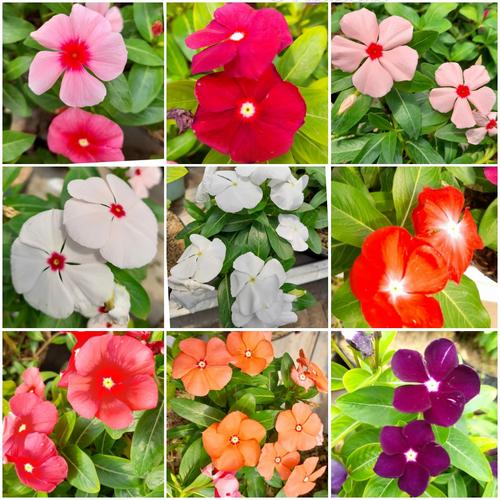 Jual Tanaman Bunga Vinca Tegak / Vinca Gantung - Merah Muda - Kota Batu ...