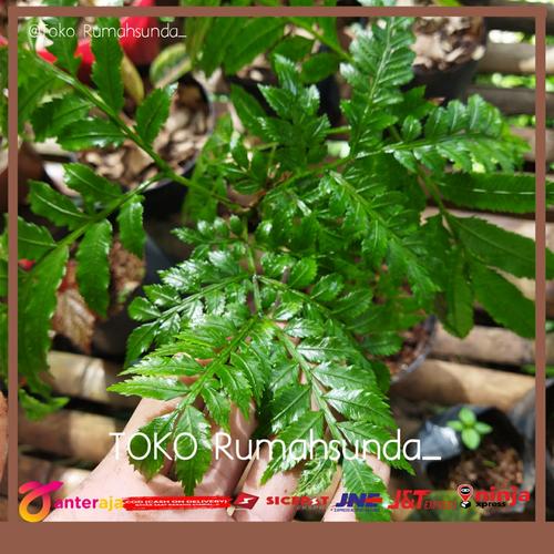 Jual Tanaman hias pakis gajah atau pakis kebo daun kriting - Kab ...