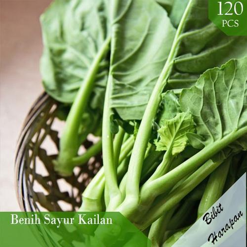 Jual Bibit Biji Benih Sayur Kailan Chinese Kale Import - Jakarta Barat ...