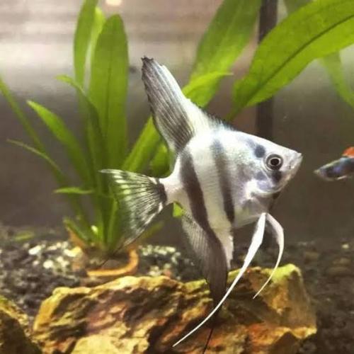 Jual ikan hias manfish altum aquascape - Kota Depok - Family Tetra ...