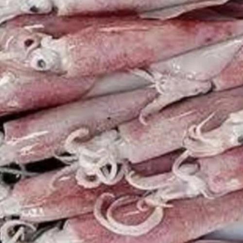 Jual Cumi Jarum Jumbo Dijamin segar 500gr - Kab. Bandung - Rumbo Sayur ...