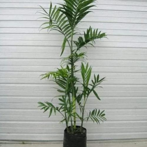 Jual Tanaman Palem Komodoria / Palem Bambu (chamaedorea seifrizii ...