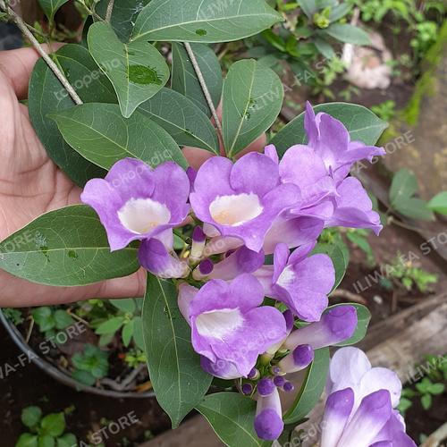 Jual tanaman hias rambat bunga Garlic Vine stepanot ungu - Kab. Blitar ...