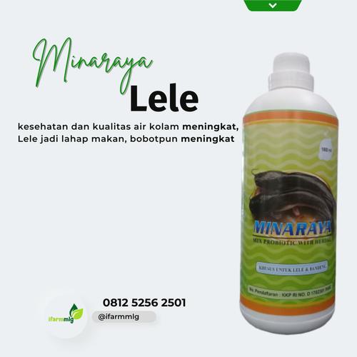 Jual Minaraya Ikan Lele Kemasan 1L - Probiotik Ikan Lele - Kab. Malang ...