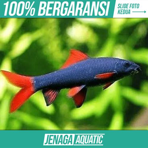 Jual Ikan Hias Air Tawar - Redfin Shark Pemakan Lumut Aquarium ...