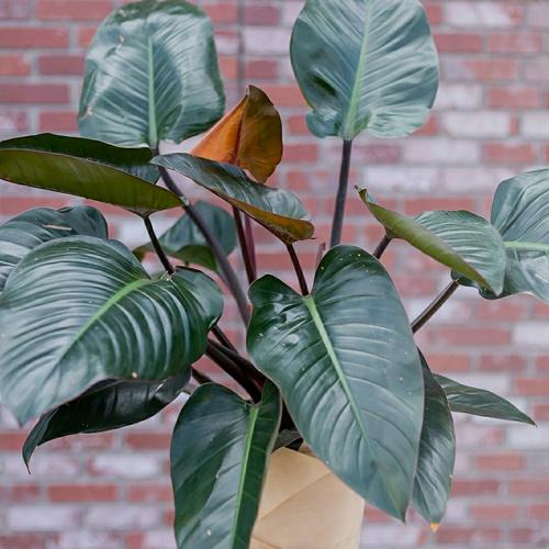 Jual philodendron red congo / philo red congo indukan - Kab. Bogor ...