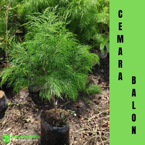 Jual Tanaman Cemara Balon 1 Meter - Kota Batu - tokobibit.id | Tokopedia