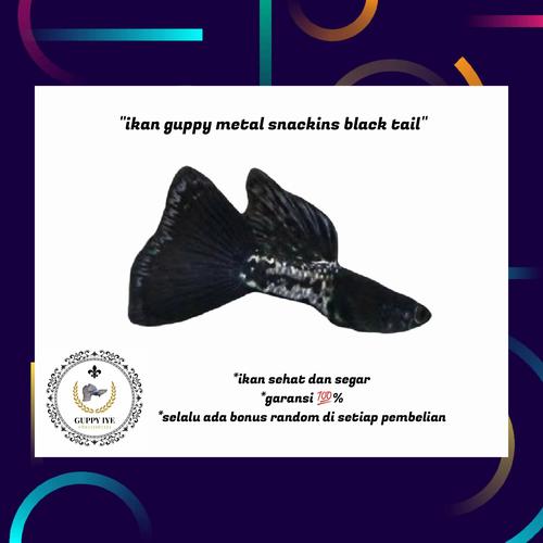 Jual ikan guppy metal snake skin black tail / MSSBT sepasang hias aquarium - betina - Kota Depok ...