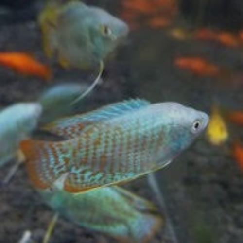 Jual ikan hias sepat ralis aquascape - Kota Depok - Family tetra ...