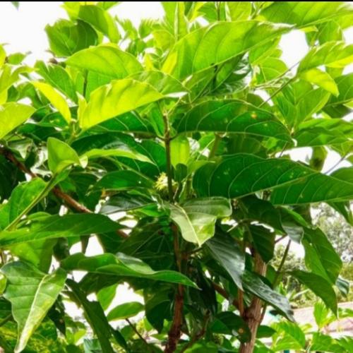 Jual Daun Pace segar/daun mengkudu per 500g - Kab. Bogor - KEBUN ...