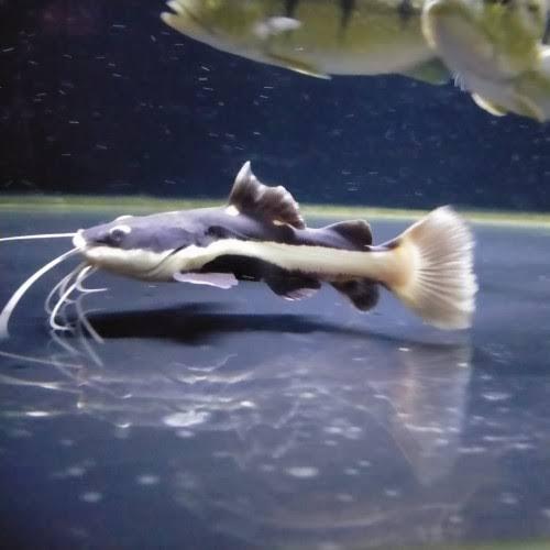 Jual ikan predator rtc catfish - Kota Depok - Family Tetra | Tokopedia