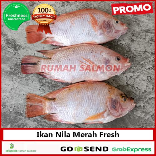 Jual Ikan Nila Merah Segar 1KG isi 3-4 Ekor / Nila Merah Fresh Bersih ...