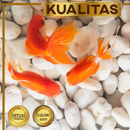Jual Batu Koral Putih Paduan Tanaman Air Aquascape & Hiasan Coral ...