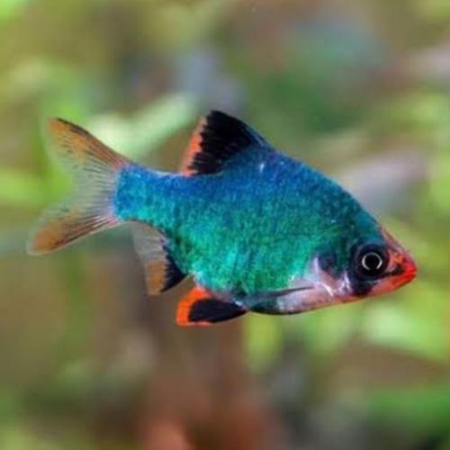 Jual IKAN HIAS AIR TAWAR SUMATERA SUMATRA HIJAU IJO GREEN TIGER BARB ...