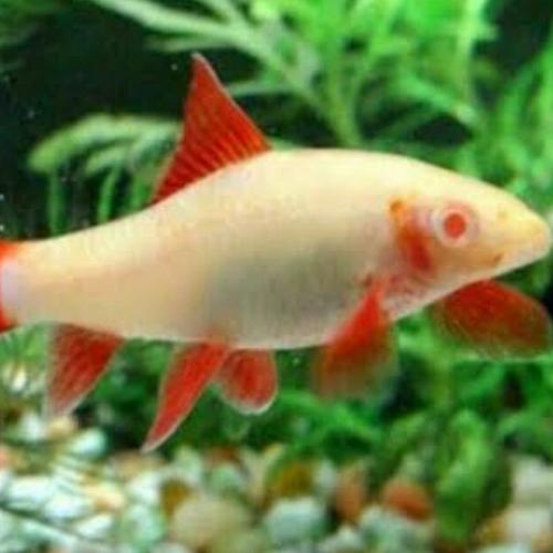 Jual ikan hias ikan redfin albino ikan hias aquarium ikan aquascape ...