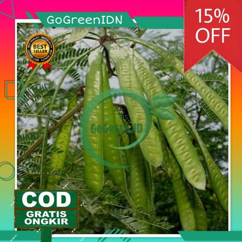 Jual Bibit Pohon Lamtoro / petai cina - Kota Bekasi - GoGreenIdn ...