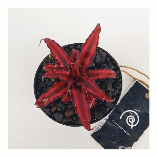 Jual CRYPTANTHUS RUBY STAR - TANAMAN HIAS - BROMELIA - Kab. Bogor ...