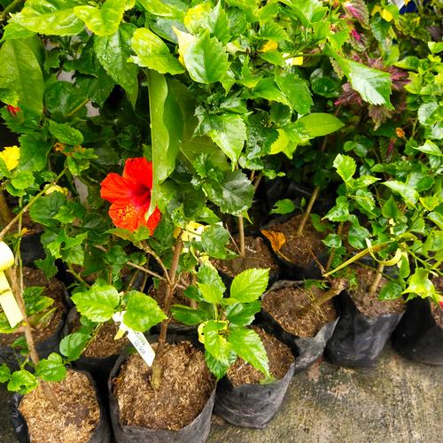 Jual Tanaman bunga pucuk arjuna rejuna bali - Kab. Gianyar - Widhi ...