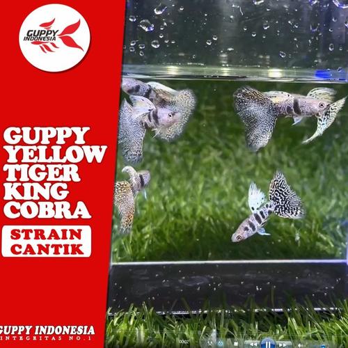 Jual GUPPY YTKC YELLOW TIGER KING COBRA - Kota Salatiga - Guppy Indonesia Official | Tokopedia