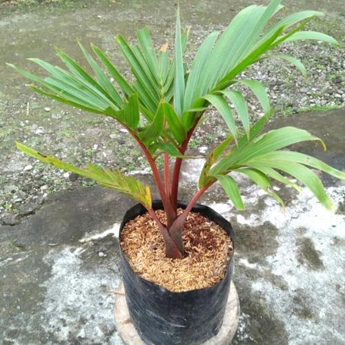 Jual palem botol merah - Kota Tangerang Selatan - Zhafira flowers ...