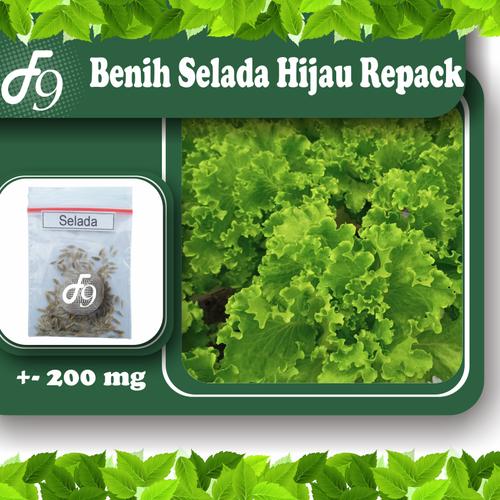 Jual Benih Selada Bibit Selada Hijau Keriting Murah Repack Seribuan ...