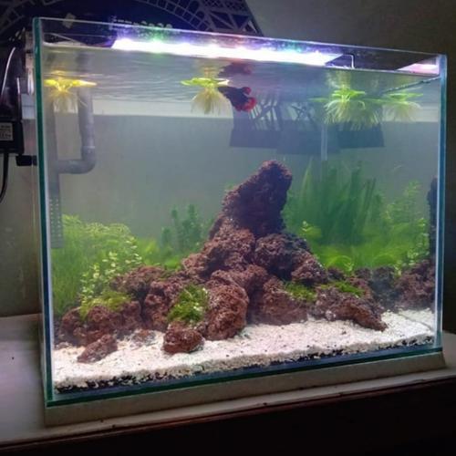 Jual batu aquarium aquascape lava rock termurah - Kab. Bantul ...