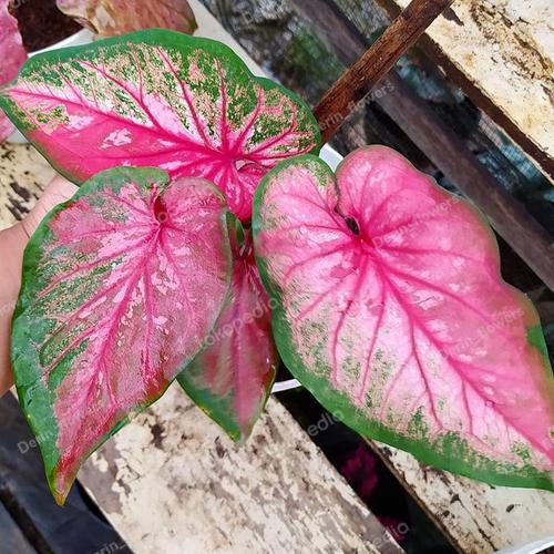 Jual bunga keladi/tanaman hias keladi red clown - Kota Metro - Derin ...