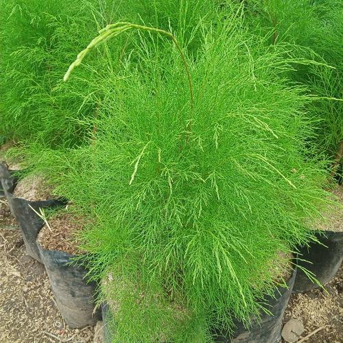 Jual cemara balon tanaman - Kab. Bandung Barat - QR FLORIST | Tokopedia