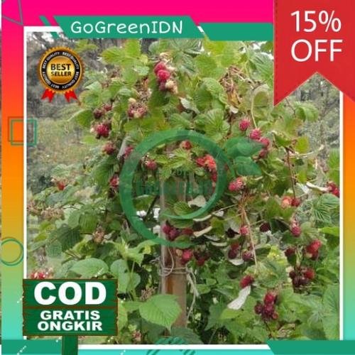 Jual Bibit Tanaman Buah Raspberry/arbei - Kab. Kediri - Weist ...