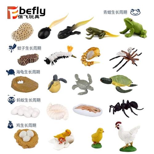 Jual Animal Life Cycles / Metamorfosis Hewan / Mainan Edukasi - Tray ...