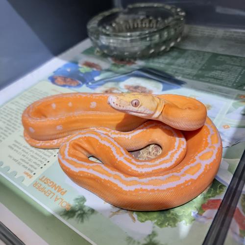 Jual retic white phase albino goldenchild - Kab. Bandung - INDEXAN1 ...