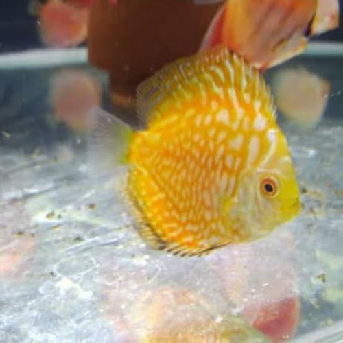 Jual ikan discus yellow pigeon 2 inch - Kota Depok - Family tetra ...