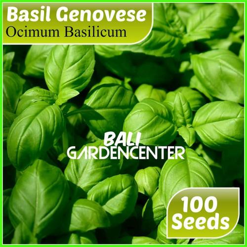 Jual Benih Biji Basil Genovese - Ocimum Basilicum - Kab. Badung - Bali ...