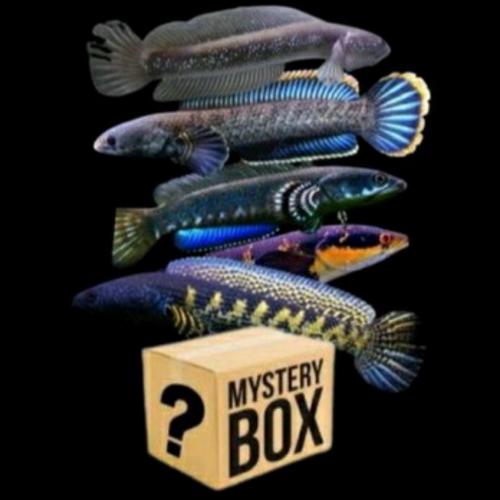 Jual mistery box ikan channa, auranti-blue pulchra-andaro-limbata DLL ...