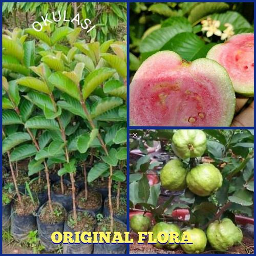 Jual Bibit Jambu Kristal Merah Red Diamond Asli Okulasi Pohon Jambu ...