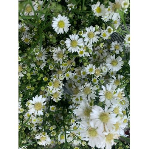 Jual BUNGA PIKOK / PEACOCK FRESH READY - Putih - Jakarta Barat - Ciggy ...