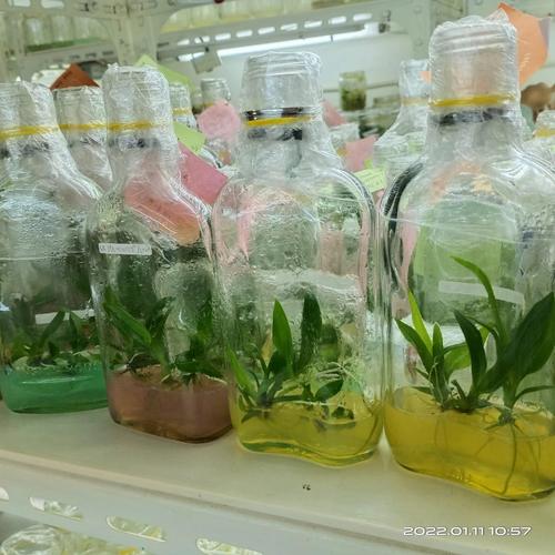 Jual Souvenir Anggrek Botol Gemoy - Botol Vodcha, 5 Anggrek - Kota ...