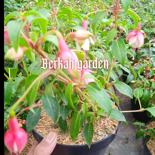 Jual Tanaman hias / gantung anting putri india / bunga lampion merah ...