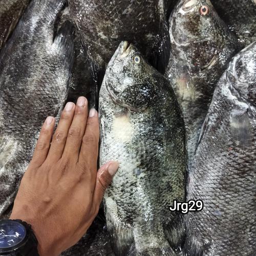 Jual Ikan Kakap Hitam Ikan Kakap Batu Harian Segar Dan BERGARANSI 1Kg ...