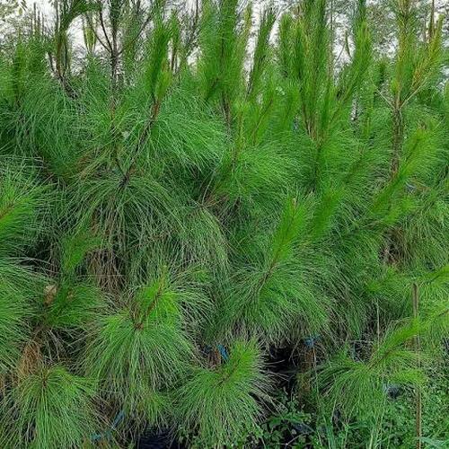 Jual Pohon Cemara Pinus 2 Meter Tanaman Cemara Pinus - Kab. Bogor ...